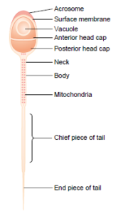 Structure of a Human Sperm - SpOvum® Blog